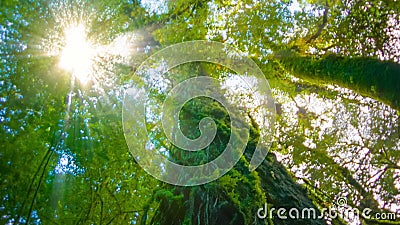 The Trees in the Humid Tropical Forest Covered with Moss Stock Video ...