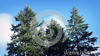 Trees Moving Around in Strong Winds Stock Footage - Video of swaying ...