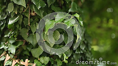 Trees Overgrown with Ivy. Texture of Wild Plants in Forest. Stock Video ...