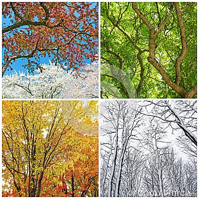 Trees In Spring, Summer, Autumn And Winter Stock Photo - Image: 60674835