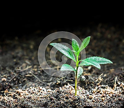 Trees Are Sprouting Stock Photo | CartoonDealer.com #41496108