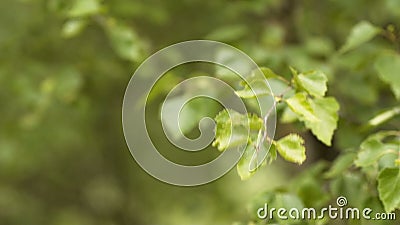 Tree Branches Blowing in Strong Wind Stock Footage - Video of wind ...