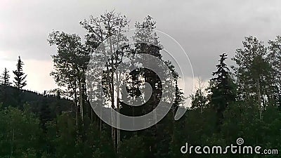 Trees Waving on the Wind, Behind Lake Stock Footage - Video of peacful ...