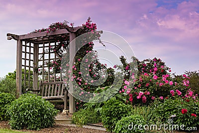 Trellis Blooming Pink Roses Garden Landscape Royalty Free Stock Images ...