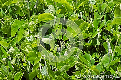 Trembesi Samanea Saman, The Rain Tree, Monkey Pod Tree Seedlings Royalty-Free Stock Image ...