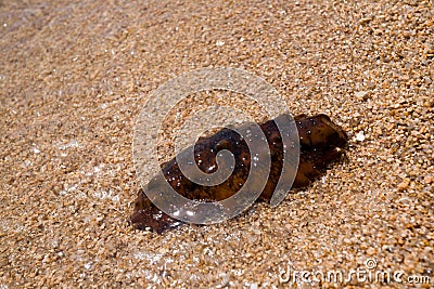 Trepang Stock Photography - Image: 2889222