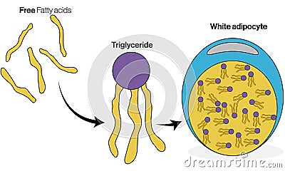 Triacylglycerol Storage In White Adipocytes Illustrated On A White ...