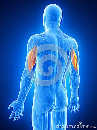 The Triceps Royalty-Free Cartoon | CartoonDealer.com #39791759