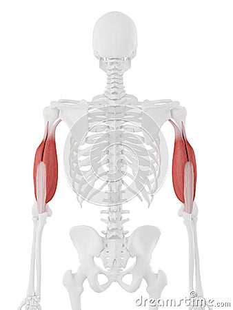 The Triceps Royalty-Free Illustration | CartoonDealer.com #141758853