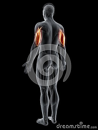 The Triceps Stock Illustration | CartoonDealer.com #157612423