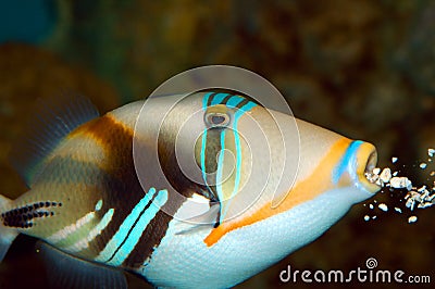 Trigger Fish Stock Photos - Image: 2311473