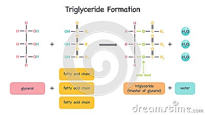 Formation Of Triglycerides From Glycerol And Fatty Acids Science Vector ...