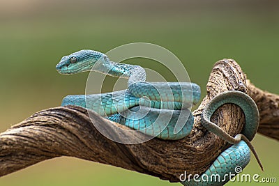 Trimesurus Insularis Or Blue Viper Royalty-Free Stock Photography ...