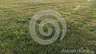 Flat Grass Field Summer Day Stock Video - Video of george, australia ...