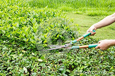 Trimming Shrubs Scissors Royalty Free Stock Photos - Image: 32424818