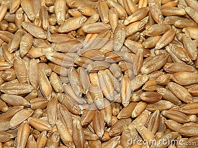 Triticale Royalty Free Stock Photography - Image: 8286467