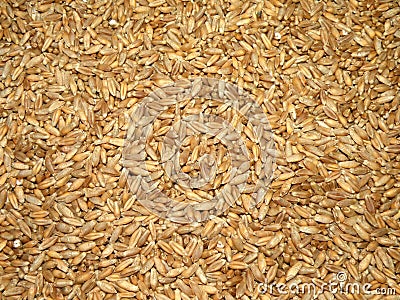 Triticale Stock Photo - Image: 8343770