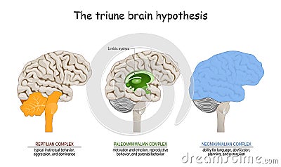 Triune Brain Hypothesis. Theory About Evolution Of Human`s Brain Vector ...