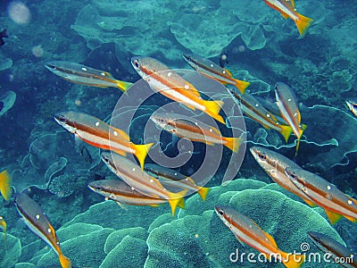Tropical Coral Reef Fish Royalty Free Stock Images - Image: 2750239