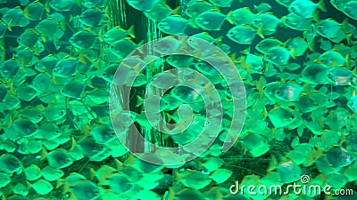 Tropical Fish Movement. Chaotic Movement Underwater. Moving Colored ...