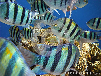 Tropical Fish, Red Sea In Sharm El Sheikh Royalty Free Stock Image ...