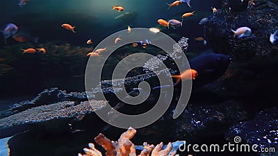 Tropical Fish Swimming in a Tank Stock Video - Video of definition ...