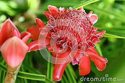 Red torch ginger stock image. Image of ginger, bloomers - 39062407