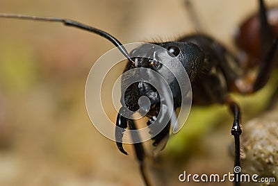 Tropical Giant Ant, Camponotus Gigas Stock Photo | CartoonDealer.com ...