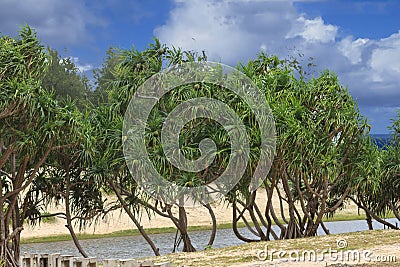 Tropical Pandanus Tree, Growing On The Edge Of The Beach Royalty-Free ...