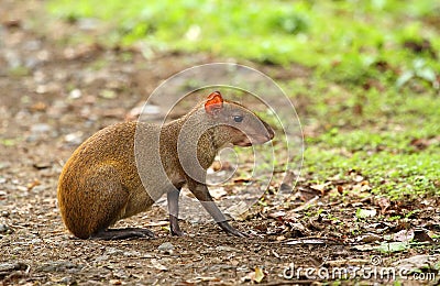 Tropical Rodent Dasyprocta Leporina Stock Photo - Image: 72333254