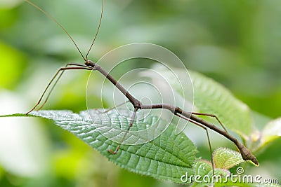 Tropical Stick Insect Royalty Free Stock Images - Image: 25334139