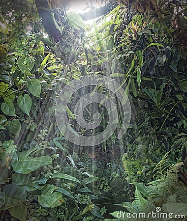 Tropical Sun Rainforest Light Stock Photos - Image: 26808673
