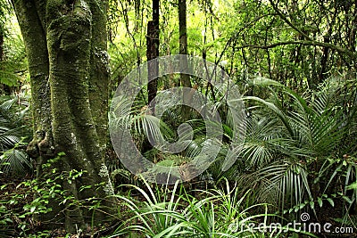 Tropics Royalty Free Stock Images - Image: 2751509