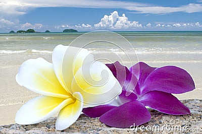 Tropische Blumen Auf Strand. Lizenzfreie Stockfotografie - Bild: 10801467