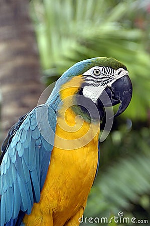 Tropische Papegaai Stock Foto's - Afbeelding: 4492333