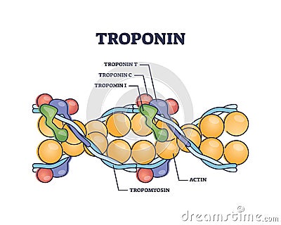 Troponin Complex And Three Regulatory Proteins Structure Outline ...