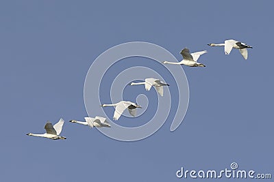 Trumpeter Swans Flying Flock Royalty Free Stock Photography - Image ...