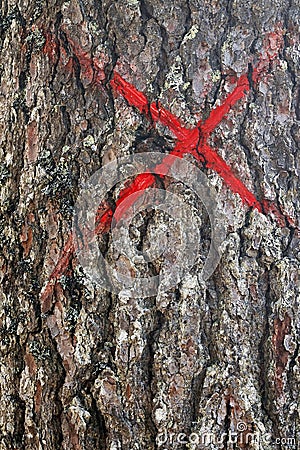 Trunk Of A Large Old Tree Marked With Red Paint. Royalty-Free Stock ...
