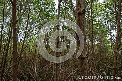 Trunk Of Mangrove Tree On Blurred Forest Background Stock Photo ...
