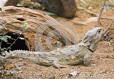Tuatara Lizard Reptile Stock Image - Image: 2407571