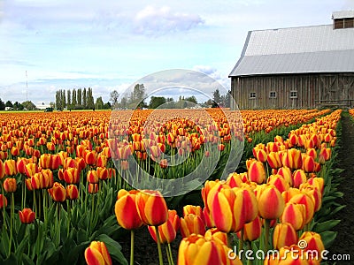 Tulip Barn And Horizon Stock Photography - Image: 694822