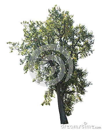 Tulip Poplar Tree In Autumn Isolated On White Background Royalty-Free ...