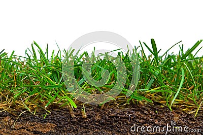 Turf Cross Section Stock Images - Image: 6268414