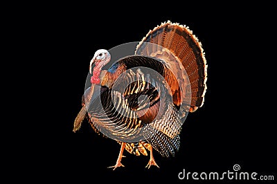 Turkey Tom Strutting Stock Photos - Image: 5736043