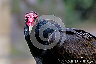 Turkey Vulture Bird Facing Forward Royalty-Free Stock Photo ...