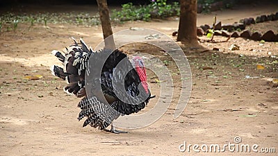 Turkey walking stock video. Video of asia, people, black - 41083283