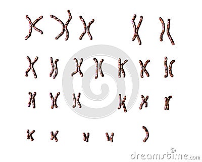 Turner S-syndrome Karyotype Royalty-Free Illustration | CartoonDealer ...