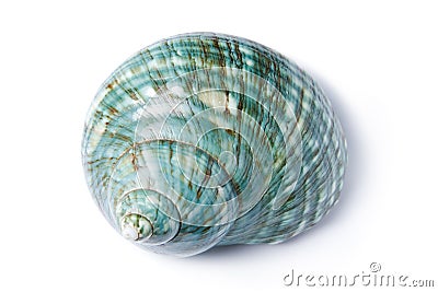 Turquoise Sea Shell Stock Images - Image: 6473934