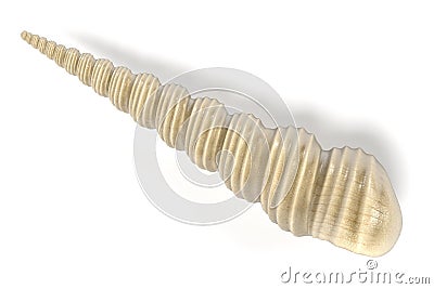 Turritella Terebra Boring Turret Snail Royalty-Free Stock Photo ...