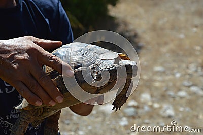 Turtle Being Hold Looking At Camera In Kusadasi, Turkey Royalty-Free ...